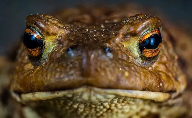 Gooch Hygiene: Tips for Freshness and Comfort in Your Perineal Area