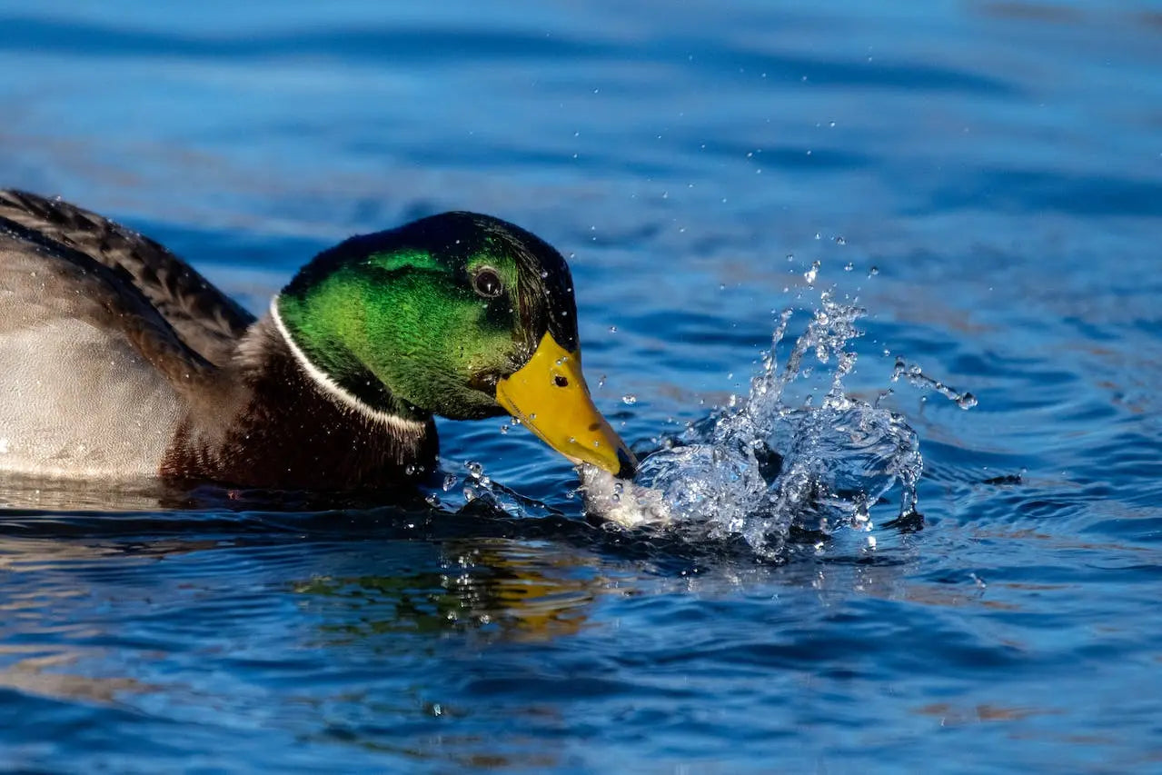 Decoding "Duck Butter": Humor, Hygiene, and Everyday Realities